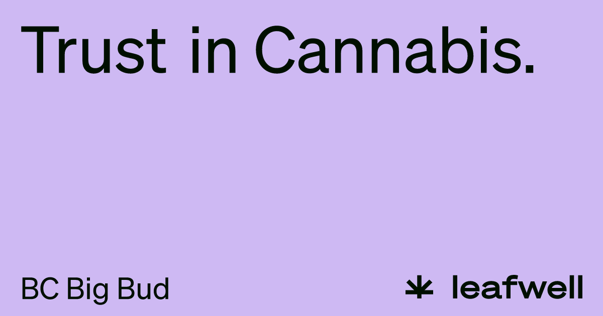 BC Big Bud Marijuana Strain